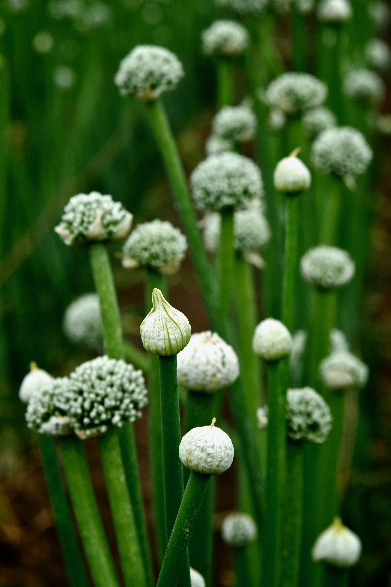 Česnek - Český herbář