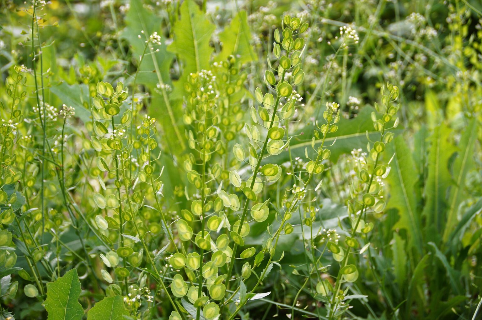 Kokoška - Český herbář