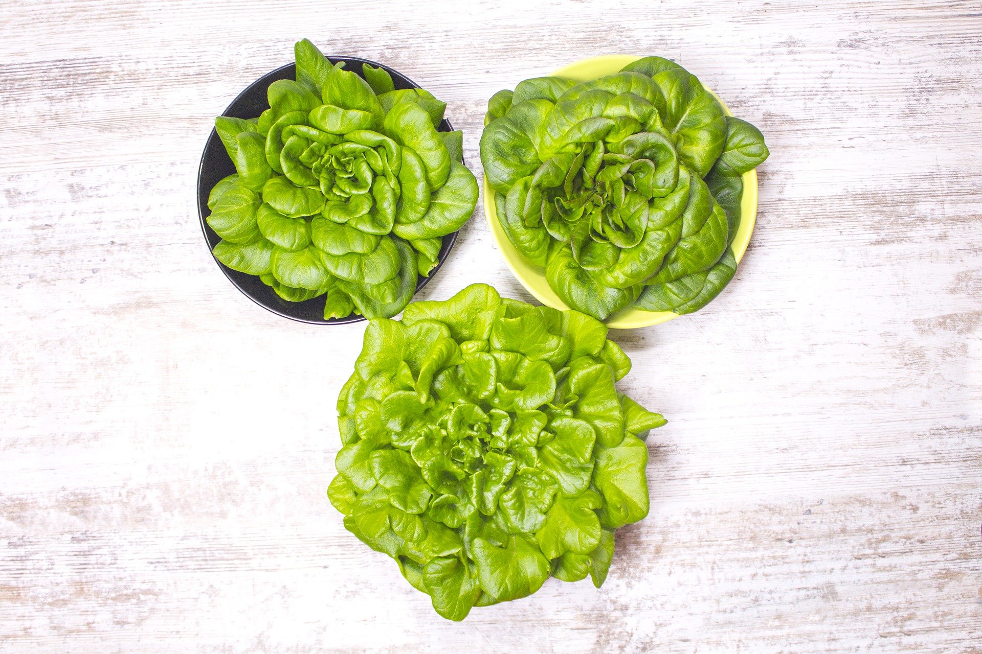 Locika - Český herbář