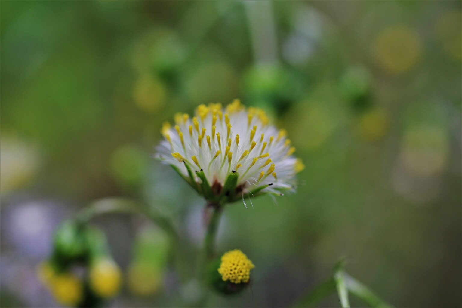 Starček - Český herbář